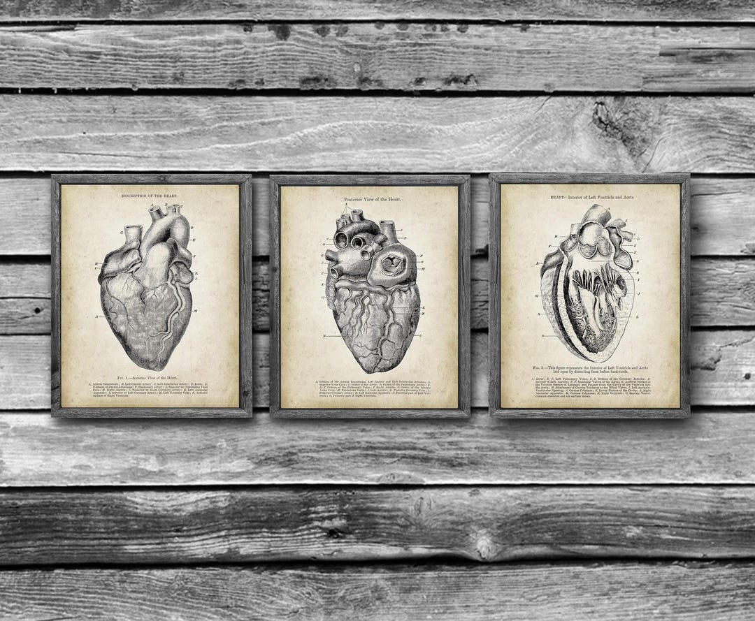 Cardiology Doctor Office Decor - Anatomy Heart Art Prints Set of 3 ...