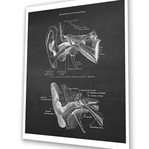 Ear Anatomy Art Audiologist Doctor Office Wall Decor Set of 3 Unframed ...