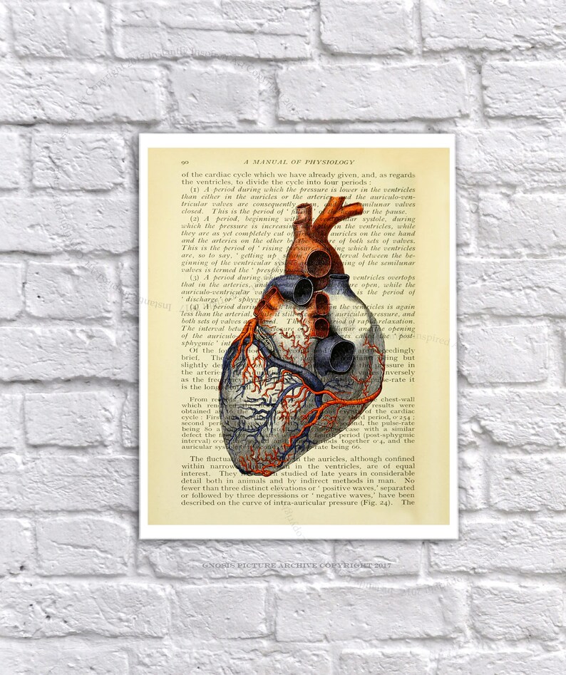 Heart Anatomy Art Print: Vintage Physiology Illustration - Etsy