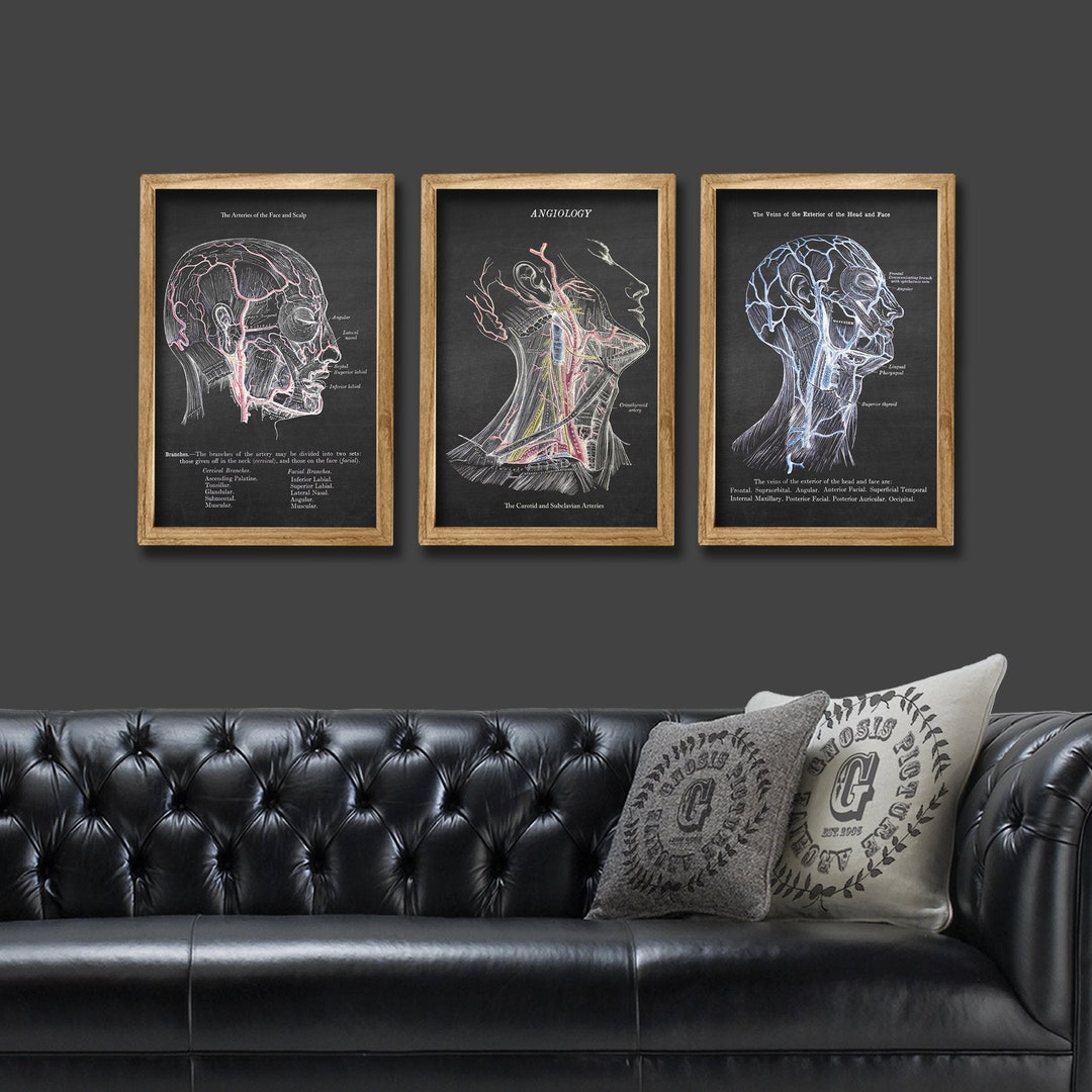 Facial Anatomy Posters Blood Vessels of Head and Face Set of 3 Unframed ...