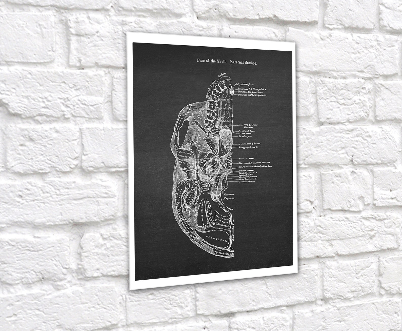 Neuroscience Anatomy of Human Cranium Set of 3 Unframed Decor - Etsy