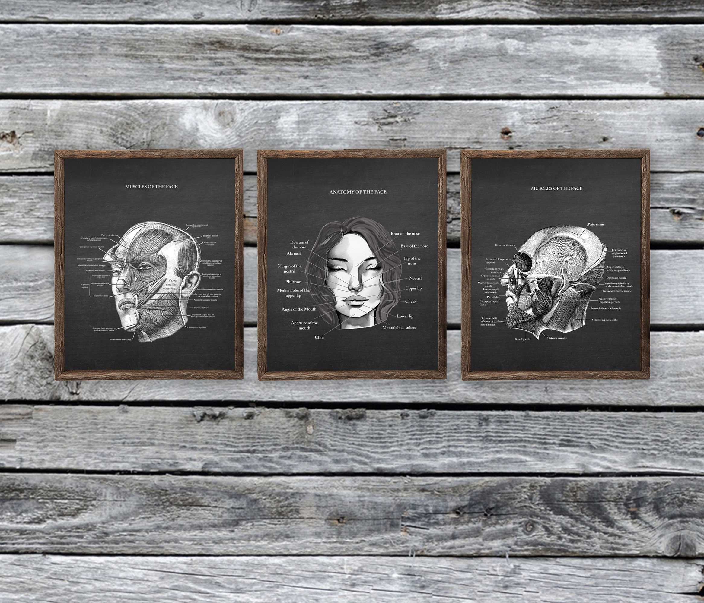 Facial Muscles Anatomy Chart Posters Art Set of 3 Unframed Art - Etsy UK