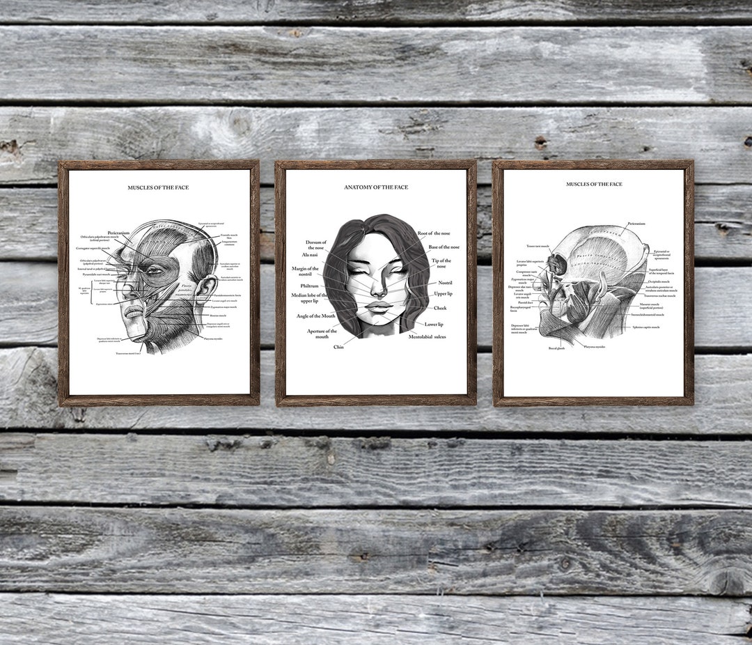 Facial Muscles Anatomy Chart Posters Art Set of 3 Unframed Art Prints ...