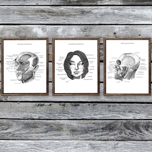 Facial Muscles Anatomy Chart Posters Art Set of 3 Unframed Art Prints ...