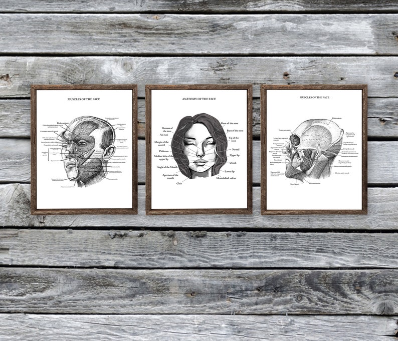 Facial Muscles Anatomy Chart Posters Art Set of 3 Unframed Art - Etsy