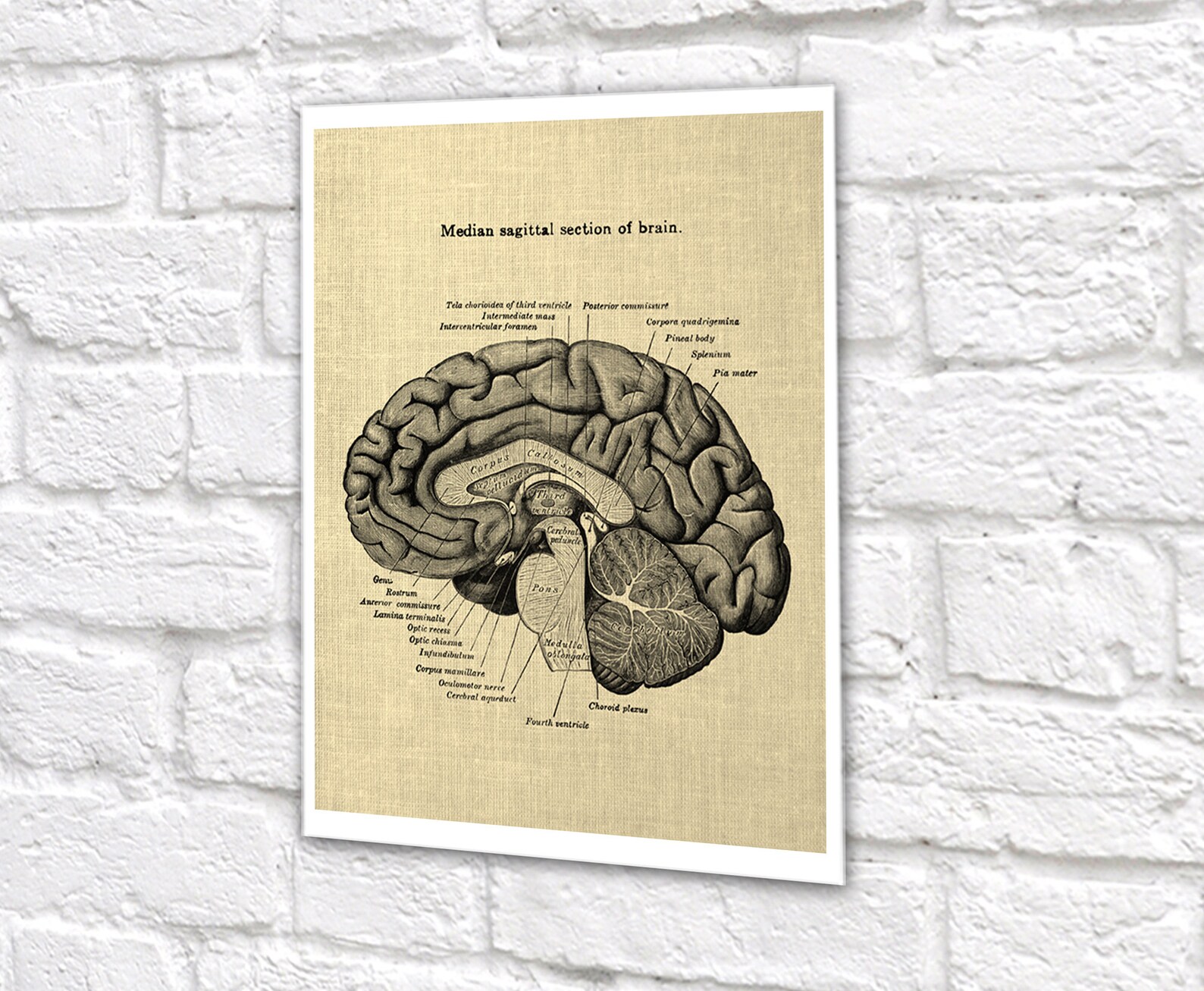 Anatomy of Human Brain Set of 3 Unframed Art Prints Decor Gift - Etsy