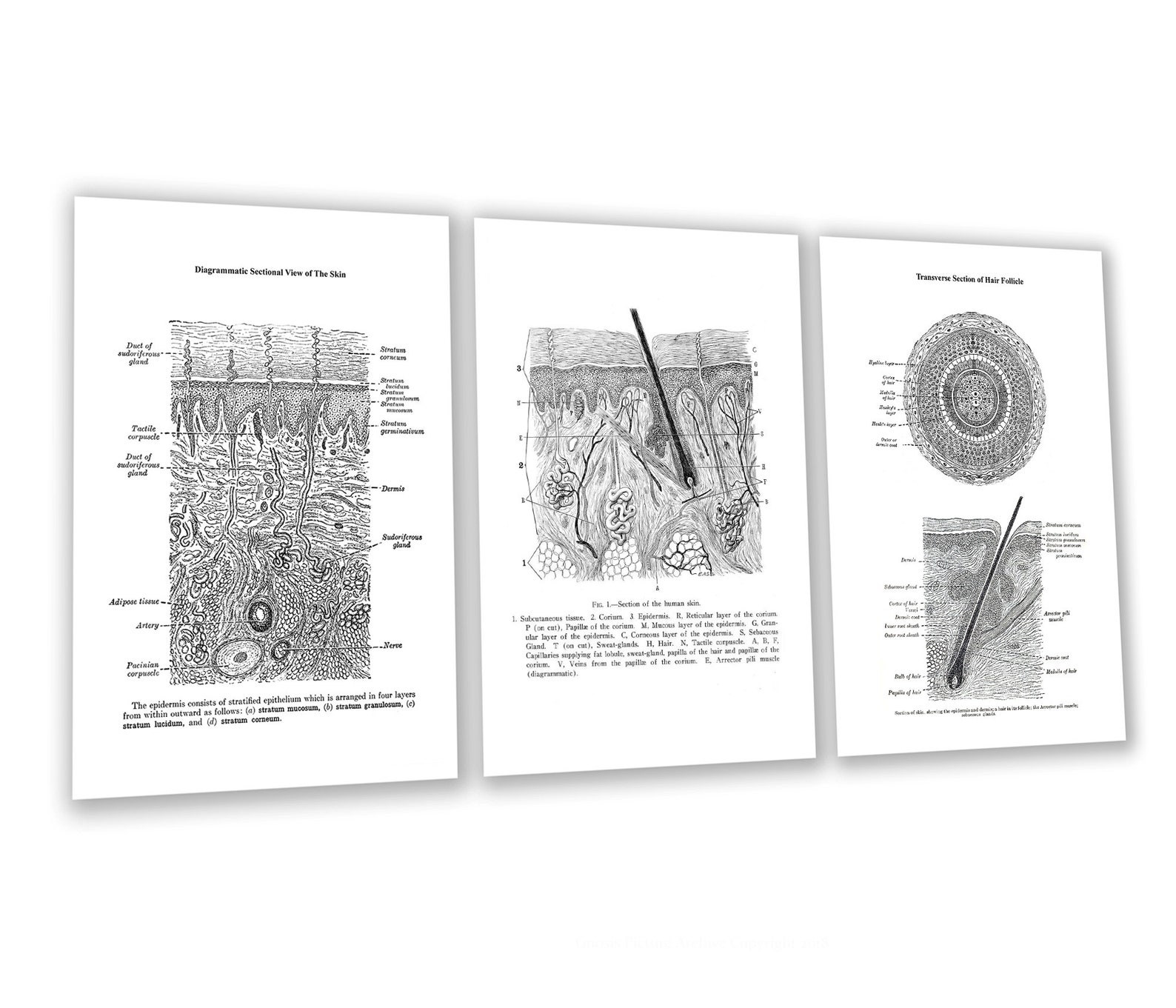 Dermatologist Art Set of 3 Unframed Skin Epidermis Anatomy Wall Decor ...