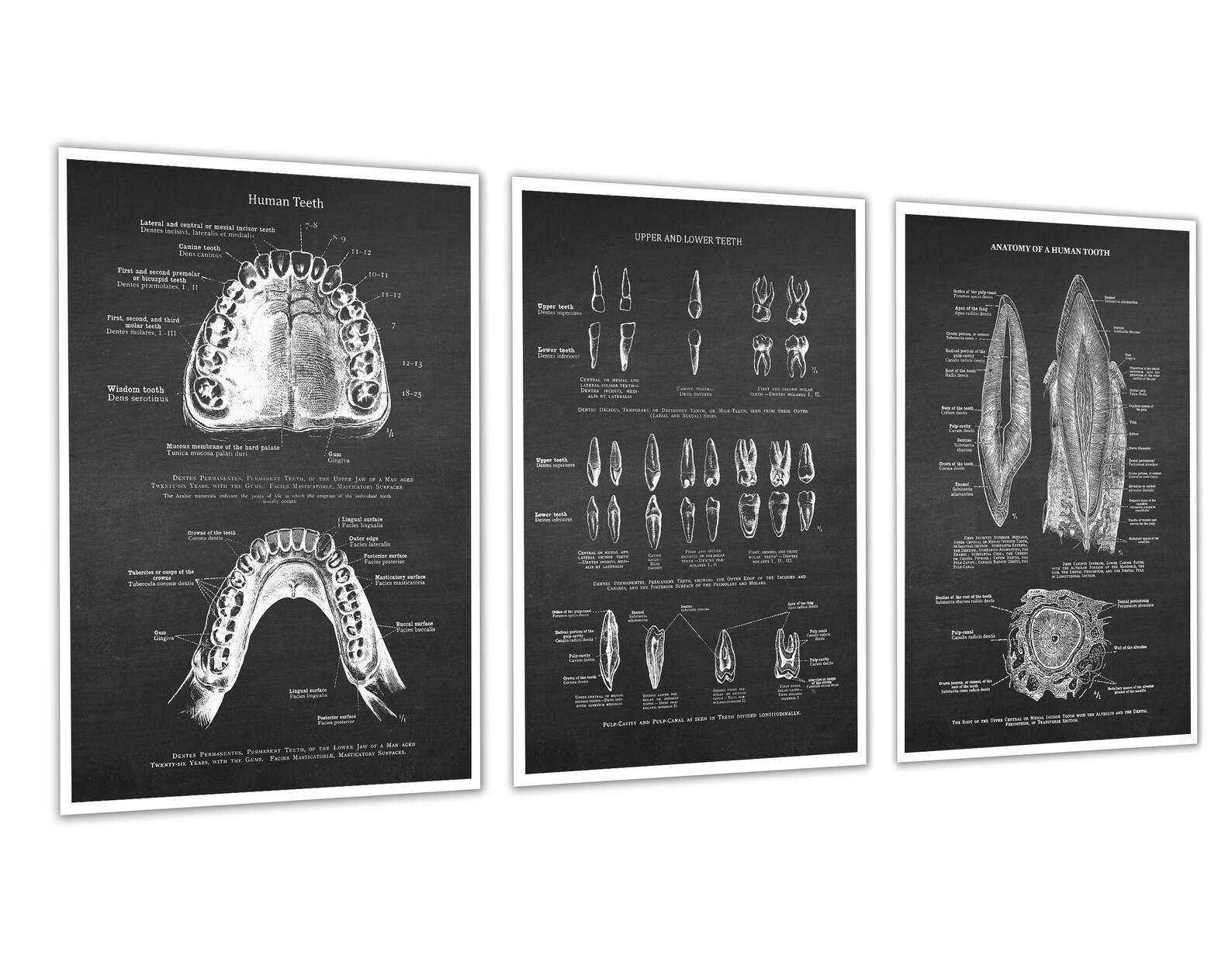 Anatomy of Human Teeth Charts Set of 3 Unframed Dental Office Wall Art ...