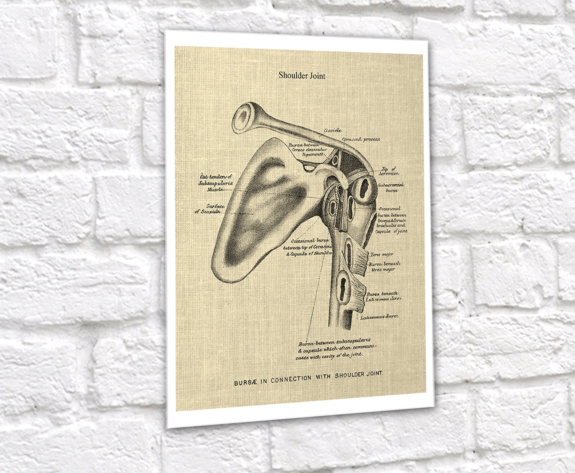 Orthopedic Posters Anatomy of Human Joints Set of 6 Unframed - Etsy