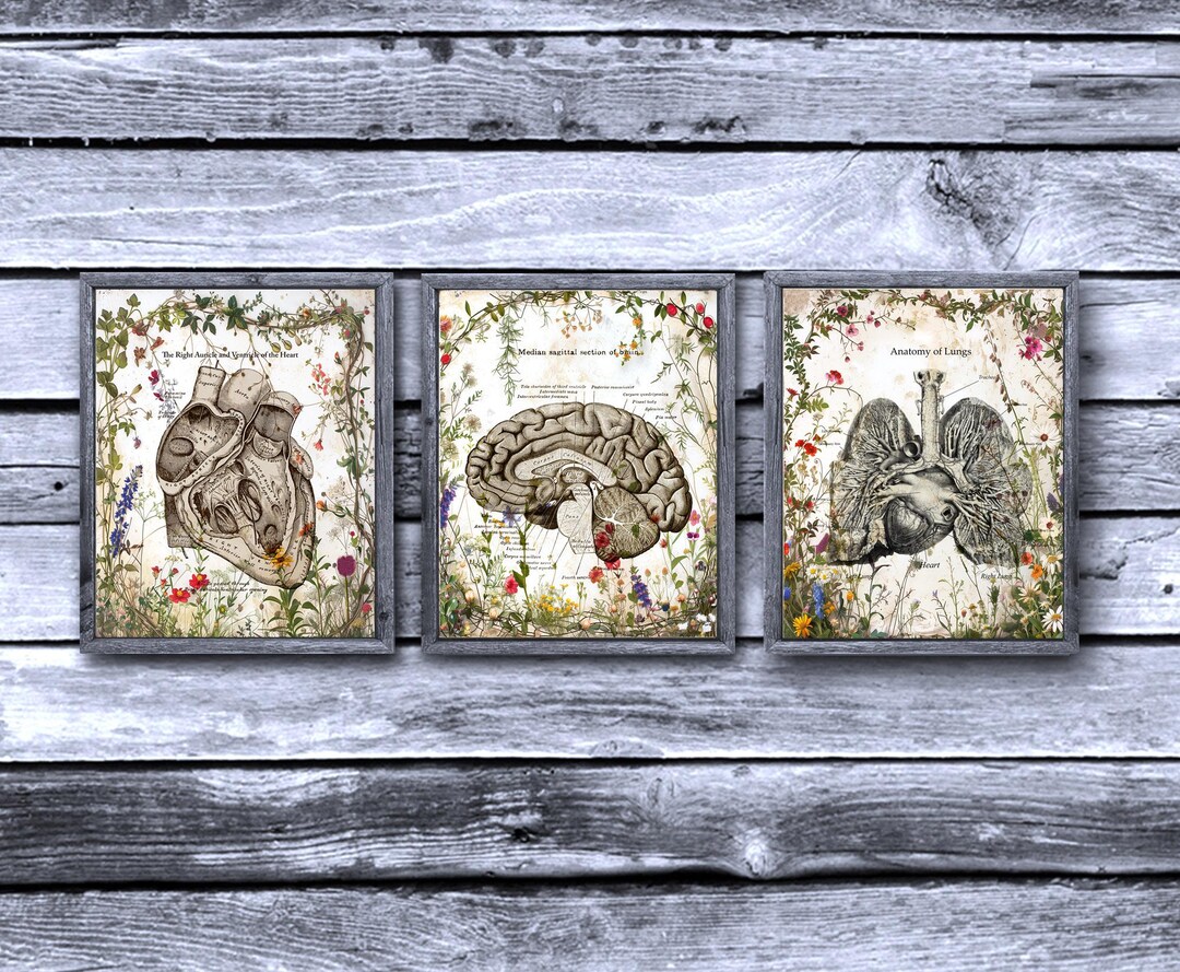 Anatomy Prints Set of 3, Brain, Lung and Heart Anatomy Medical Poster ...