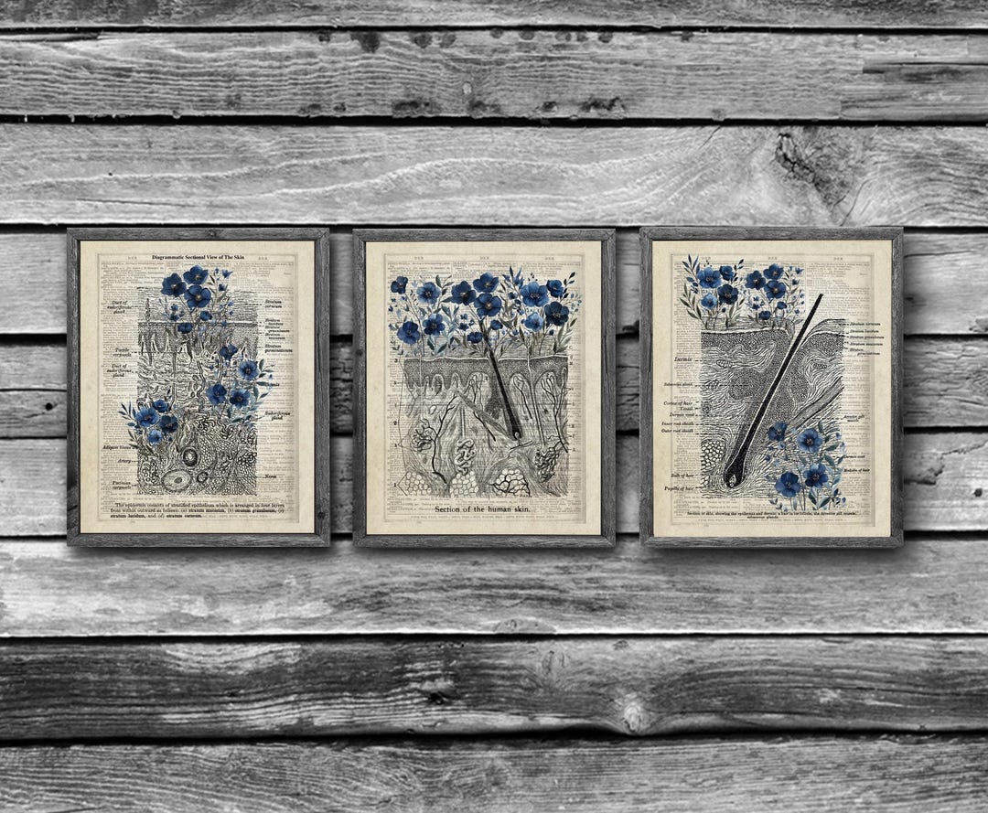 Dermatologist Art Set of 3 Unframed Skin Epidermis With Blue Florals ...