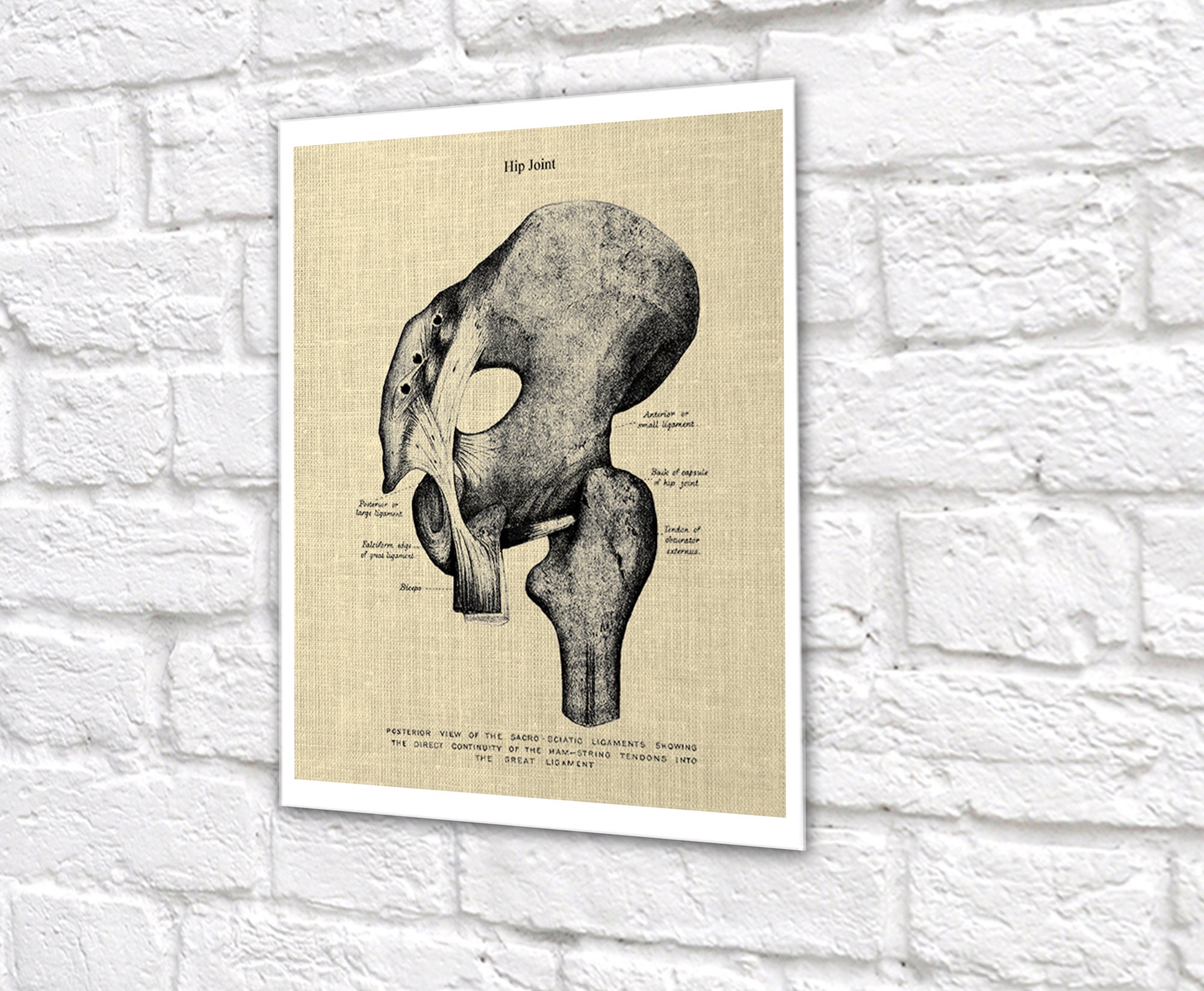 Orthopedic Posters Anatomy of Human Joints Set of 6 Unframed - Etsy