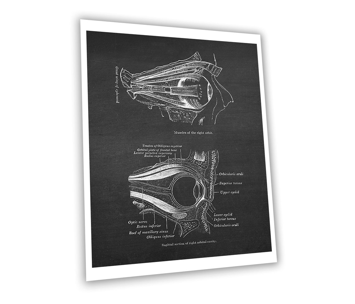 Human Eye Anatomy Art Prints Set of 3 Unframed Decor Gift for - Etsy