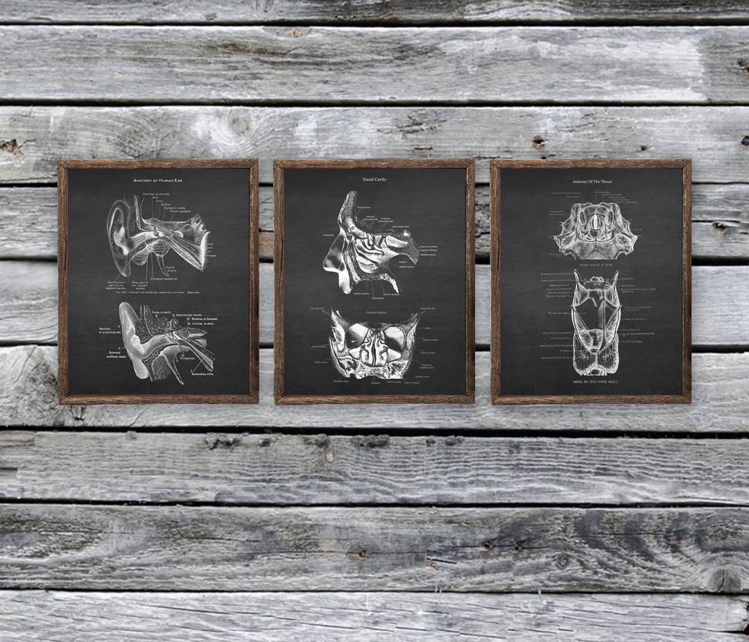 ENT Anatomy Art Prints, Doctor Office Decor, Set of 3 - Etsy