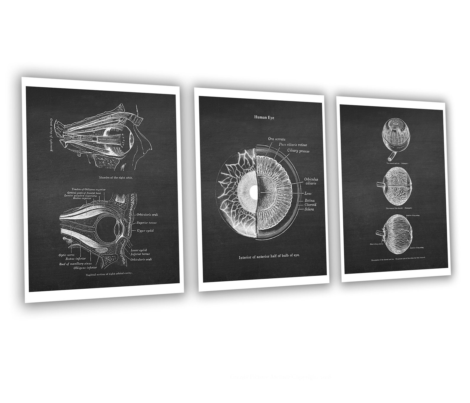 Human Eye Anatomy Art Prints Set of 3 Unframed Decor Gift for ...