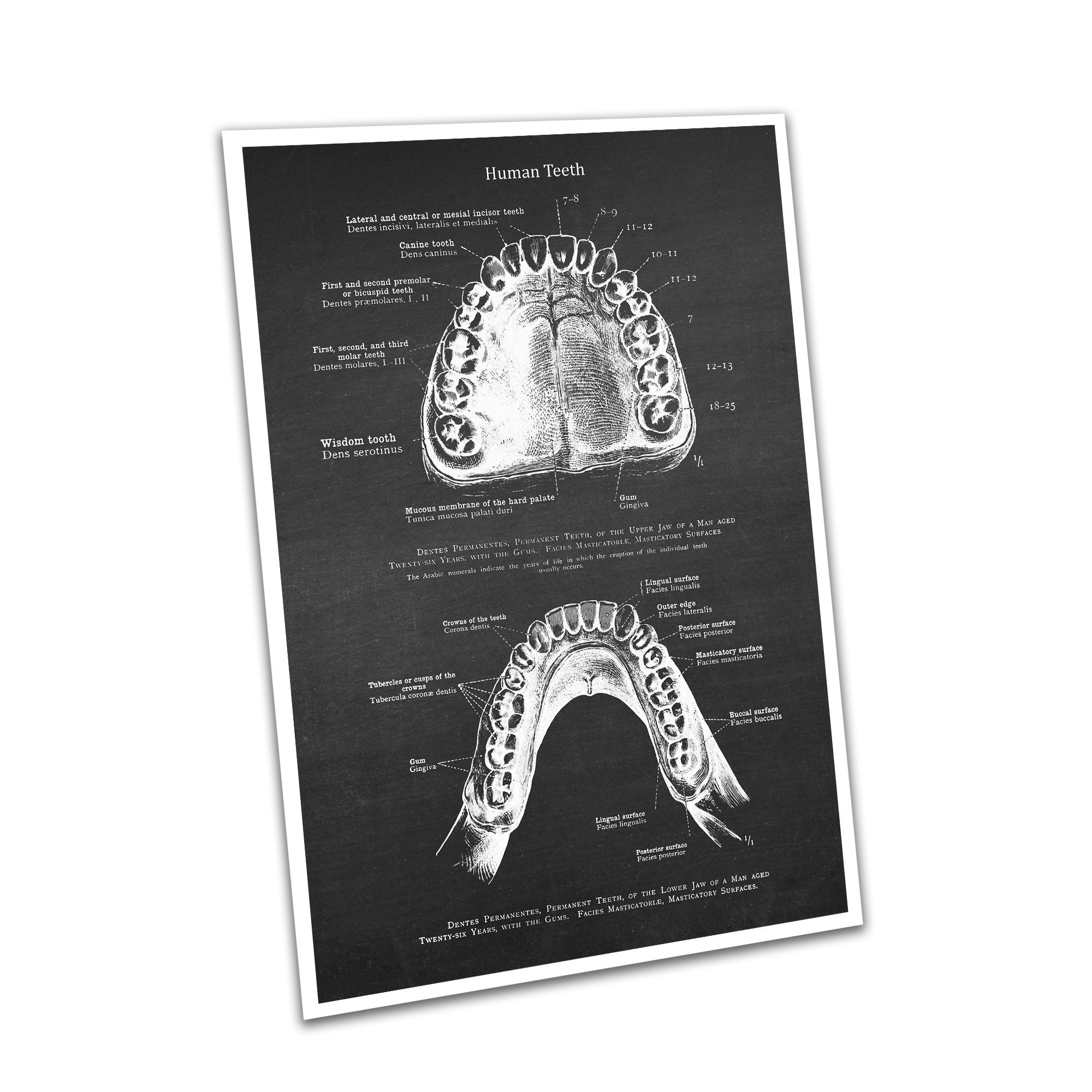 Anatomy of Human Teeth Charts Set of 3 Unframed Dental Office Wall Art ...