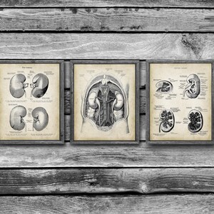 Kidney Anatomy Art Set of 3 Unframed Prints Nephrology Urology ...