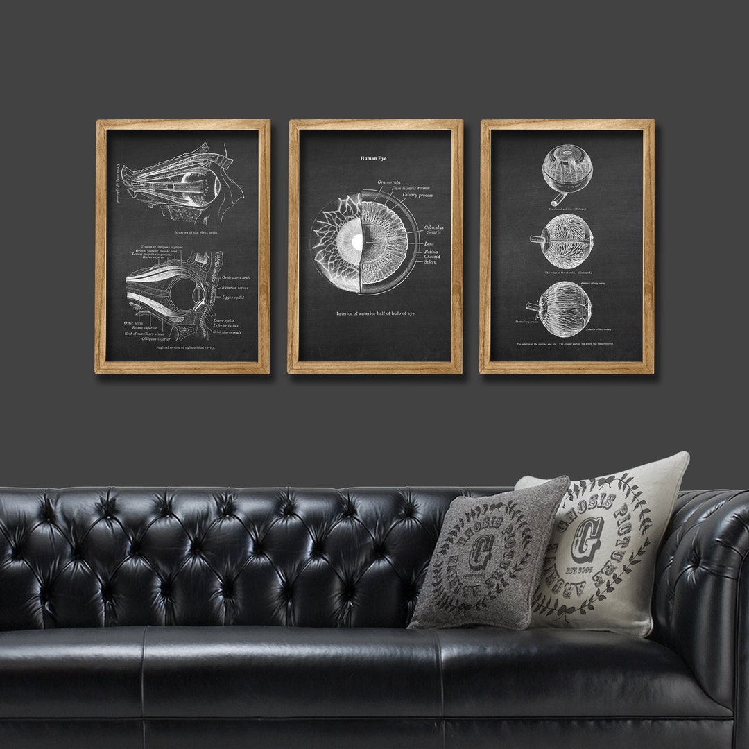 Human Eye Anatomy Art Prints Set of 3 Unframed Decor Gift for ...