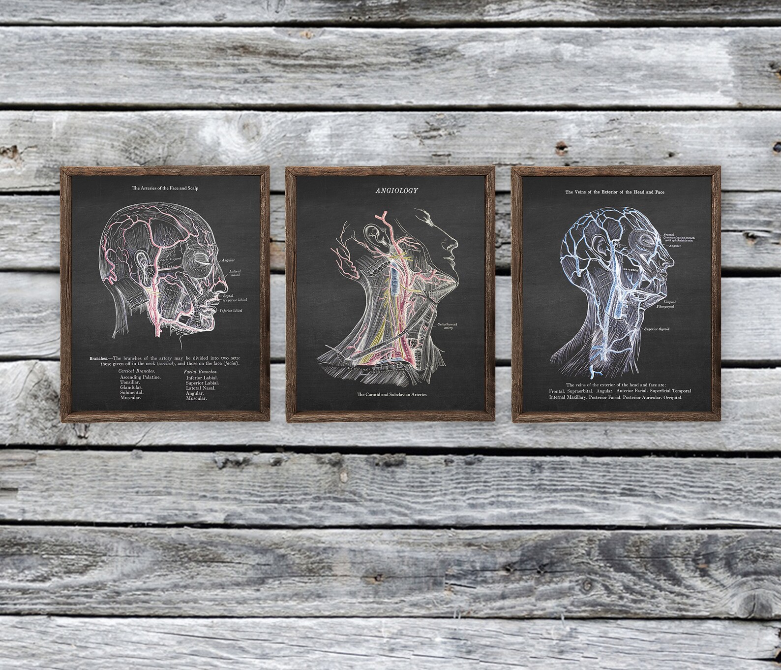 Facial Anatomy Posters Blood Vessels of Head and Face Set of 3 Unframed ...