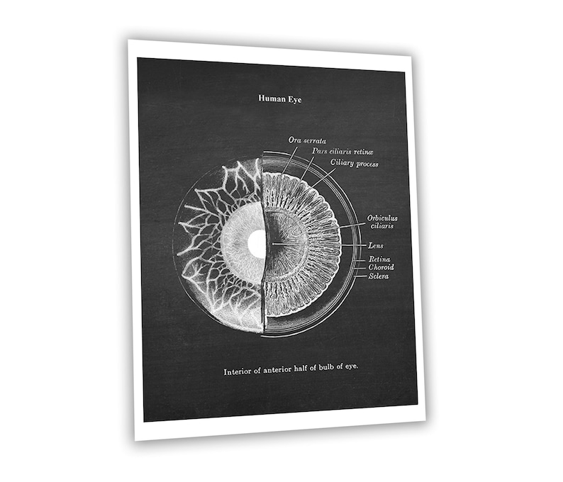Human Eye Anatomy Art Prints Set of 3 Unframed Decor Gift for ...