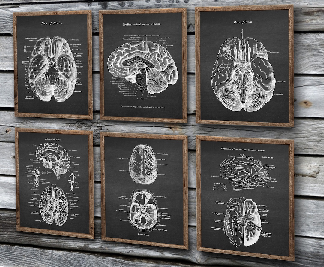 Brain Anatomy Art Prints, Set of 6, Neuroscience Decor - Etsy
