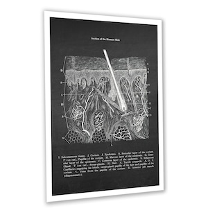 Dermatologist Art Set of 3 Unframed Skin Epidermis Anatomy Printable ...