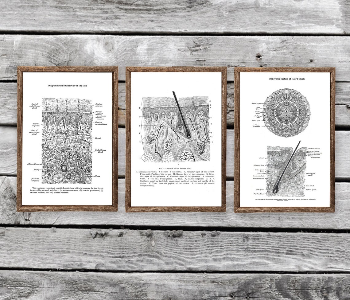 Dermatologist Art Set of 3 Unframed Skin Epidermis Anatomy Wall Decor ...