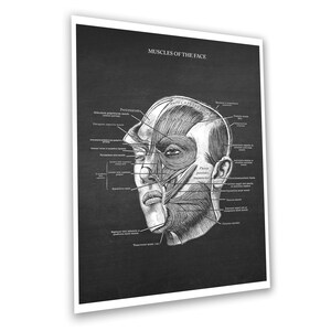Facial Muscles Anatomy Chart Posters Art Set of 3 Unframed Art Prints ...