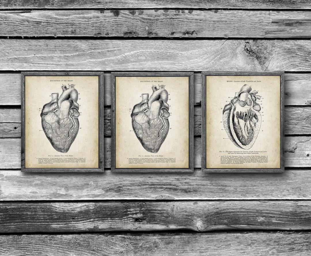 Cardiology Doctor Office Decor Anatomy Heart Art Prints Set of 3 ...