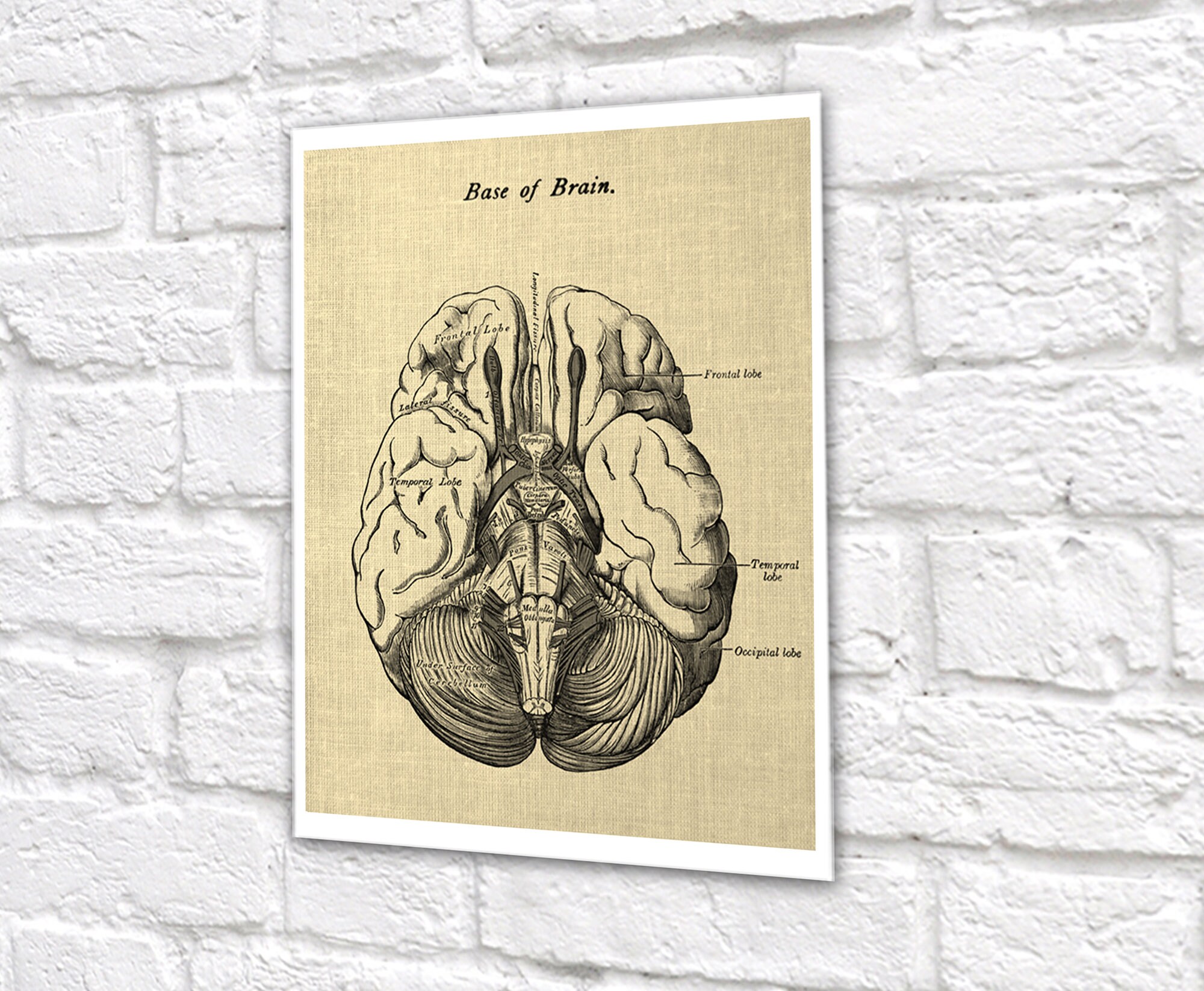 Anatomy of Human Brain Art Prints, Set of 6, Neuroscience Decor - Etsy