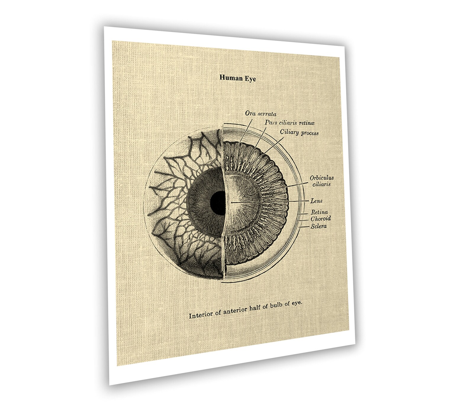 Anatomy Eye Wall Decor Art Prints Set of 3 Unframed Decor Gift - Etsy