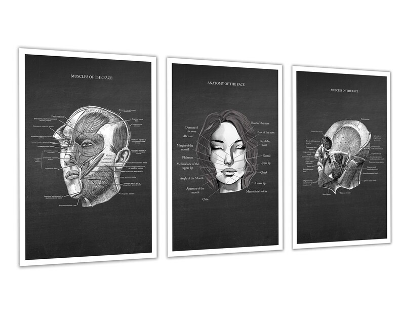 Buy Facial Muscles Anatomy Chart Posters Art Set of 3 Unframed Art ...