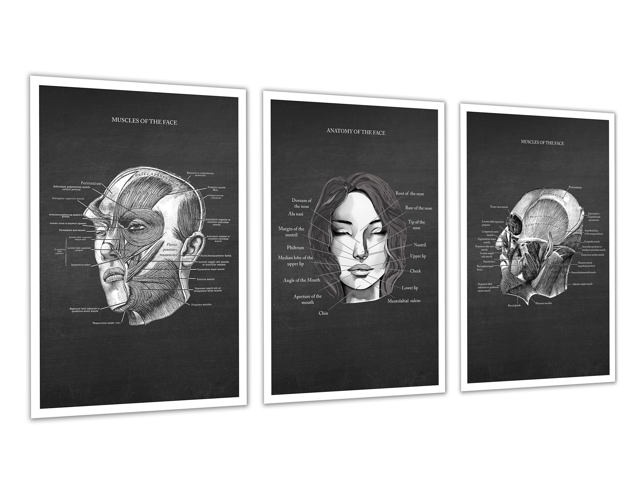 Facial Muscles Anatomy Chart Posters Art Set of 3 Unframed Art - Etsy UK