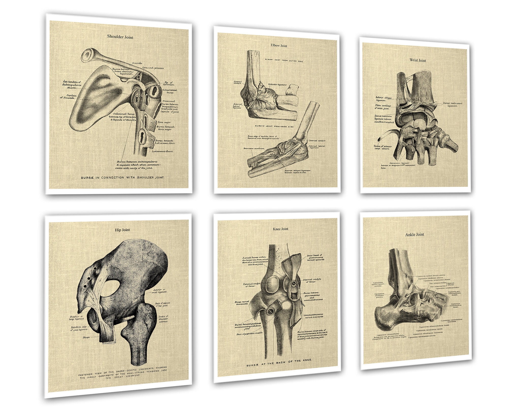Orthopedic Posters Anatomy of Human Joints Set of 6 Unframed - Etsy