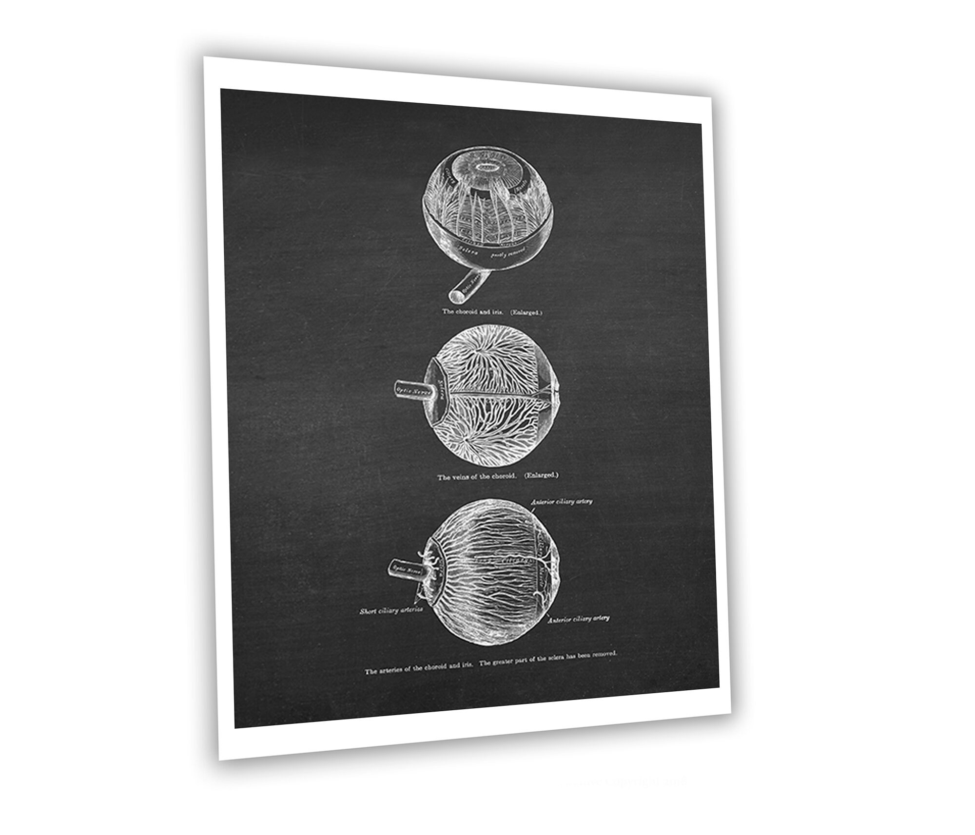Human Eye Anatomy Art Prints Set of 3 Unframed Decor Gift for ...