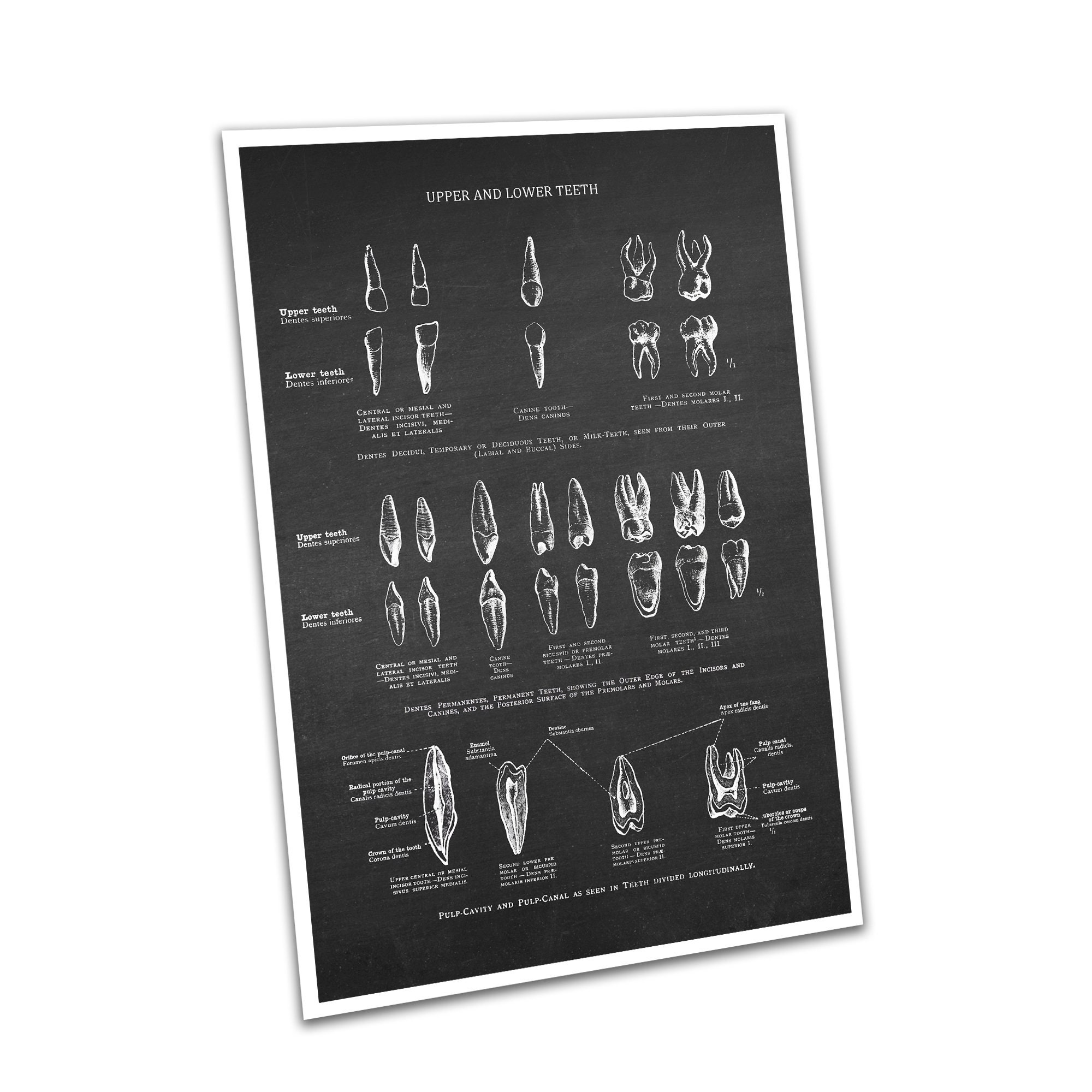 Anatomy of Human Teeth Charts Set of 3 Unframed Dental Office Wall Art ...