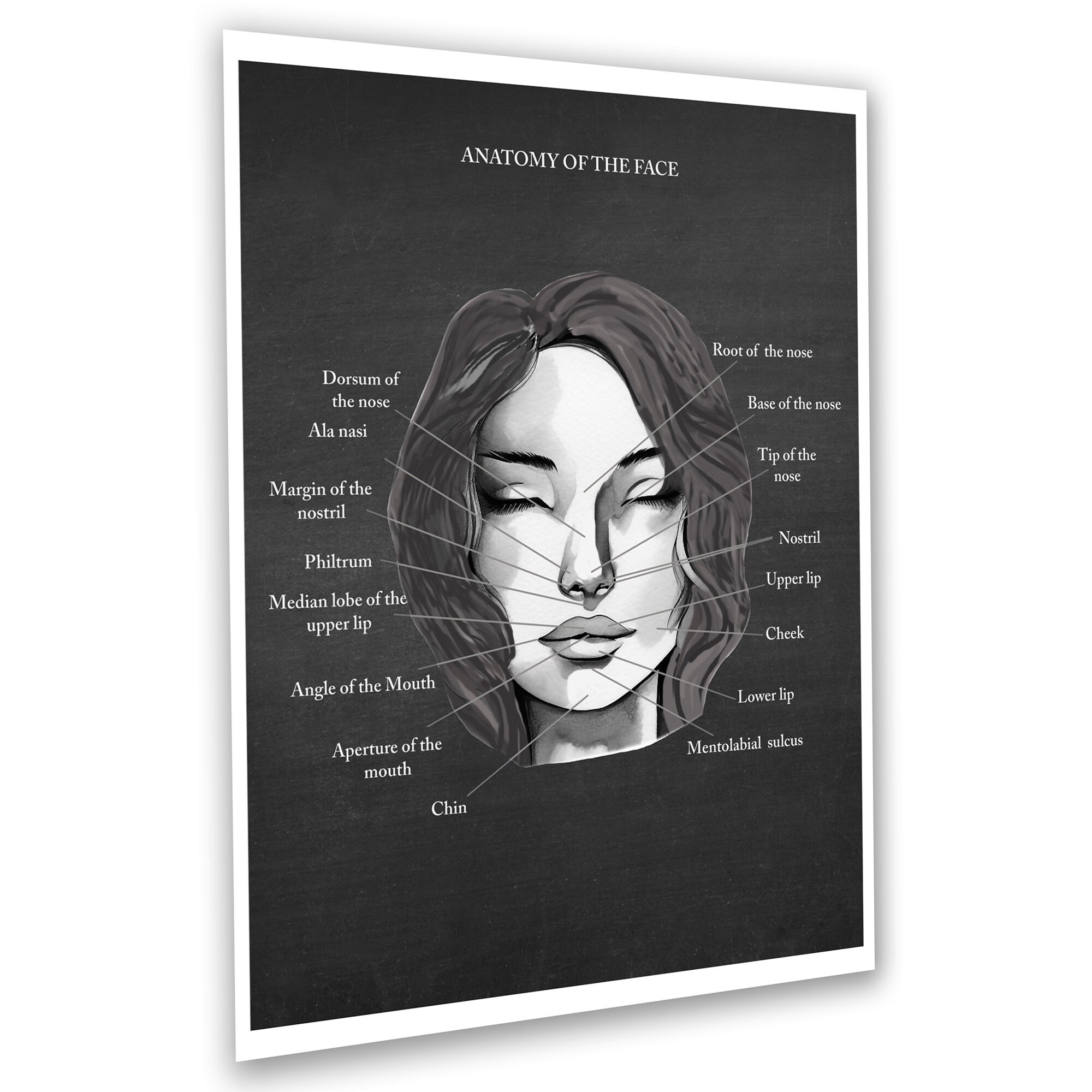 Facial Muscles Anatomy Chart Posters Art Set of 3 Unframed Art - Etsy UK