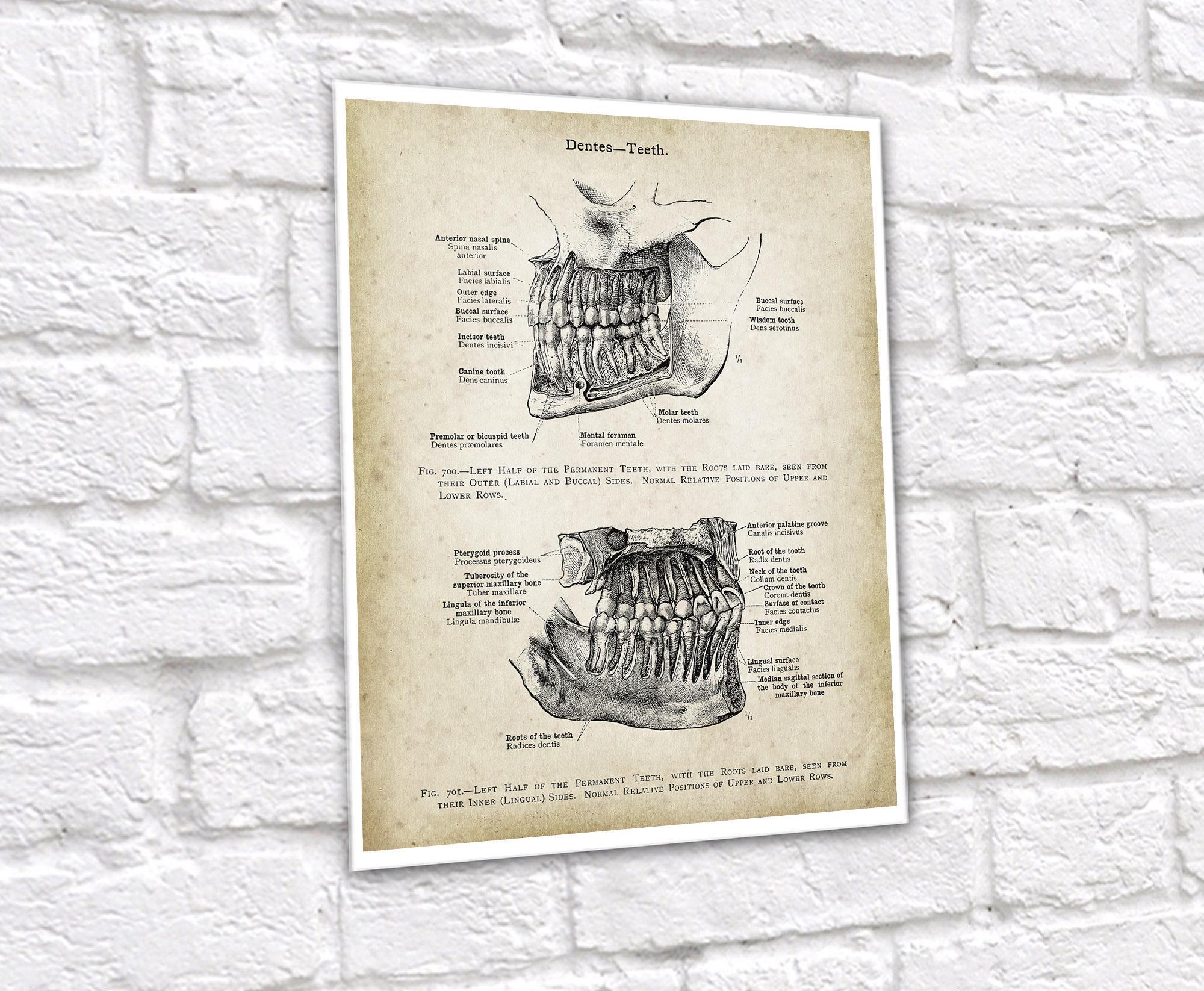 Orthodontic Office Decor Teeth Anatomy, Vintage Style, Set of 9 ...