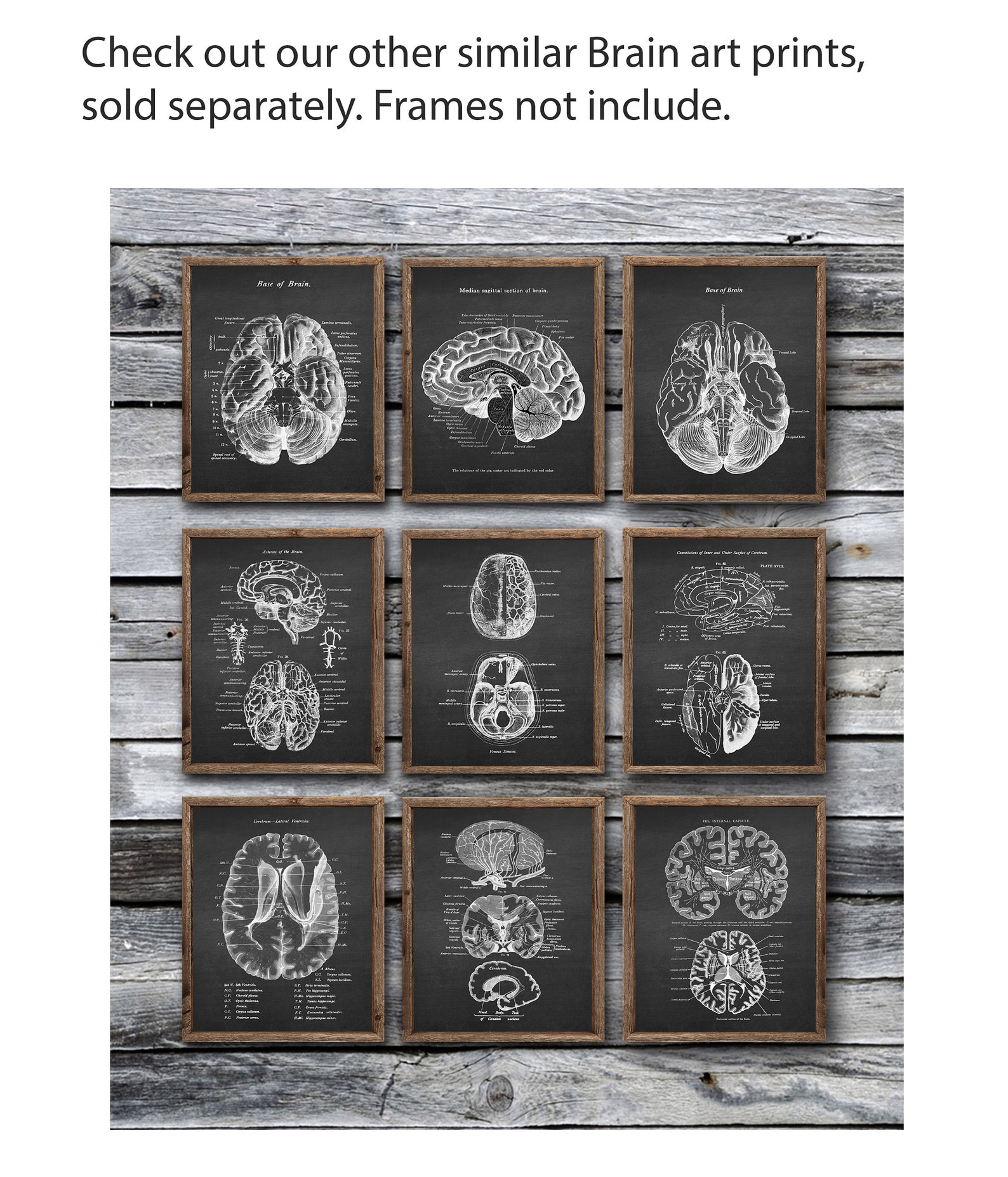 Neuroscience Anatomy of Human Brain Set of 3 Unframed Decor - Etsy