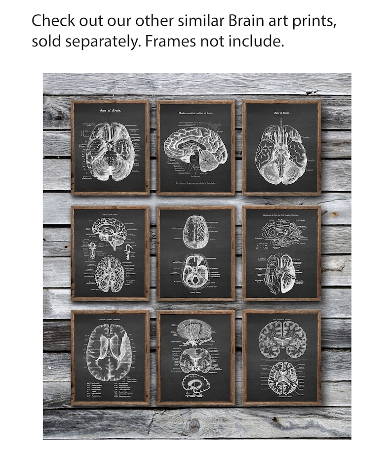 Brain Anatomy Art Prints, Neuroscience Chalkboard Decor Set - Etsy