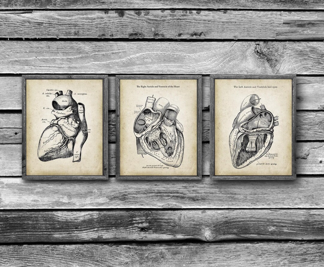 Vintage Heart Anatomy Art Prints – Set of 3, Cardiology Decor - Etsy