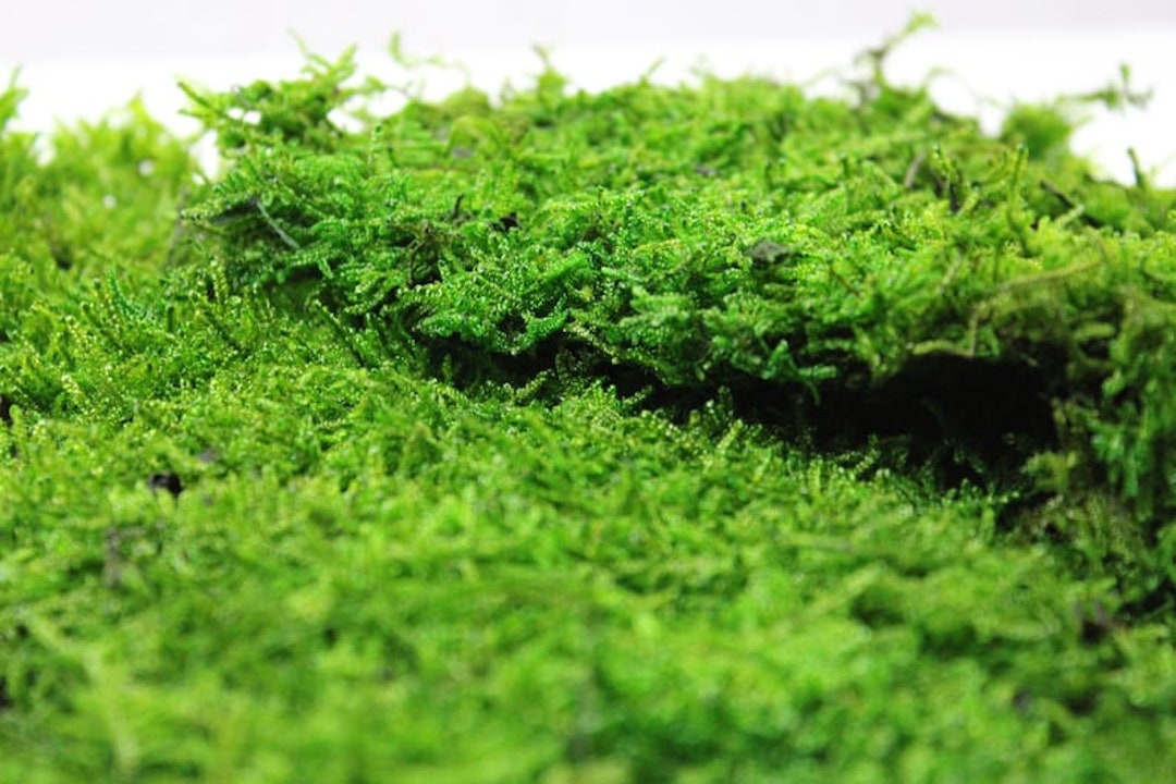MOUSSE PLATE VIVANTE pour terrariums, Kokedamas ou compositions ...