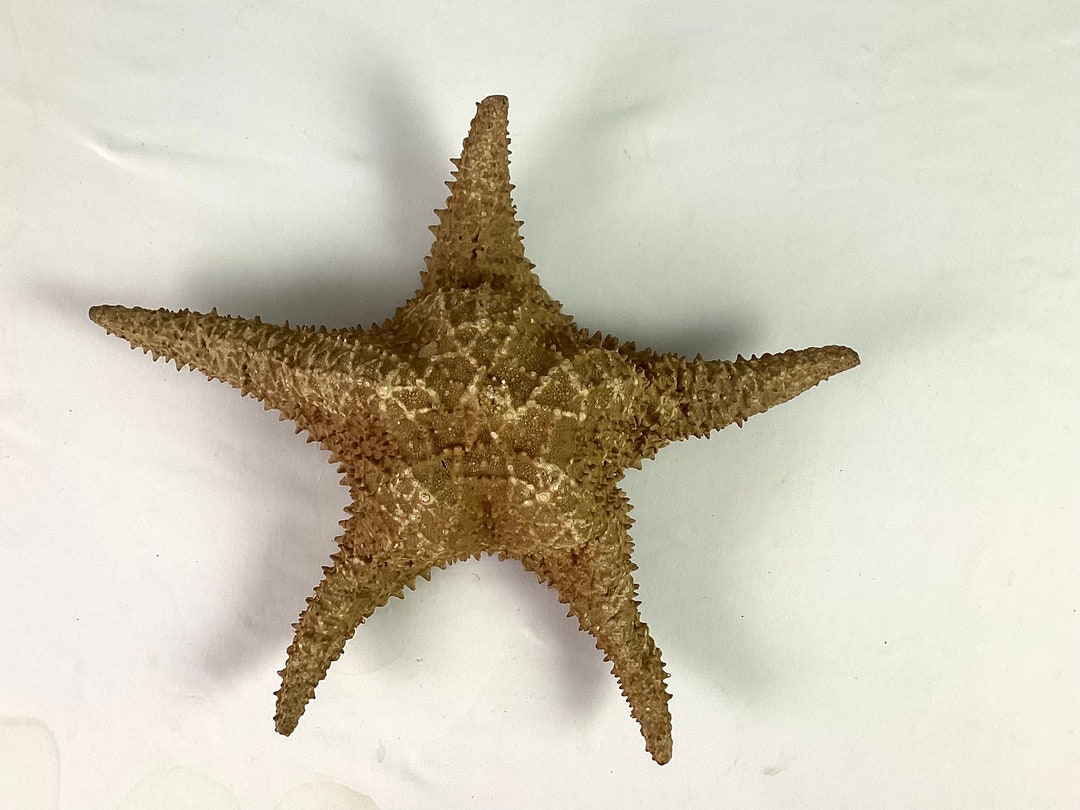 Giant Dried All Natural Starfish -9.5” Wide by 3” High - Etsy