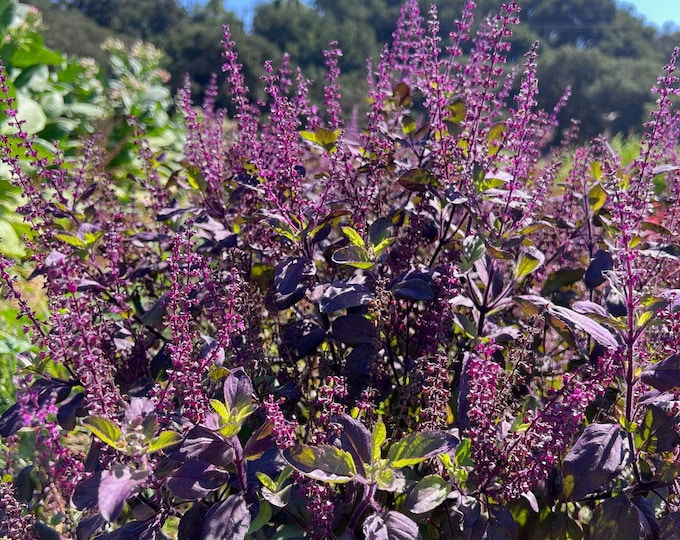 Krishna Tulsi Live Plant: Sacred Holy Basil FAST SHIPPING - Etsy