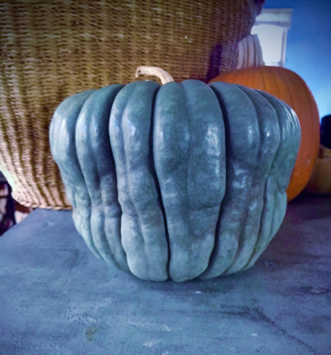 RARE BLUE Jarrahdale Pumpkin Seeds Heirloom Organic Non-gmo Fast ...