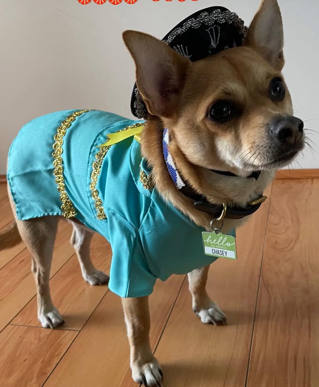 Mariachi Dog Costume/ Green Mariachi Outfit for Dogs/ Mariachi Set for ...