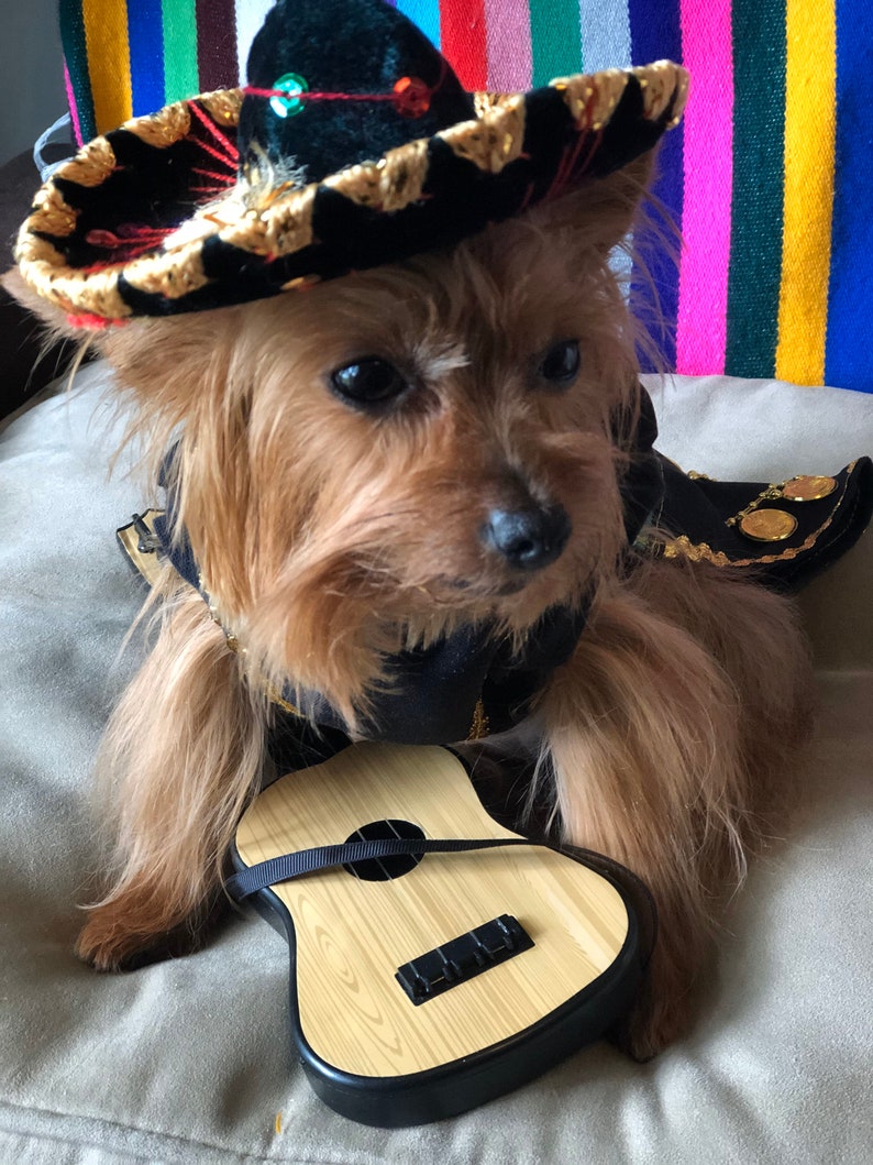Mariachi Dog Costume/ Mariachi Outfit for Dogs/ Mexican Dog | Etsy