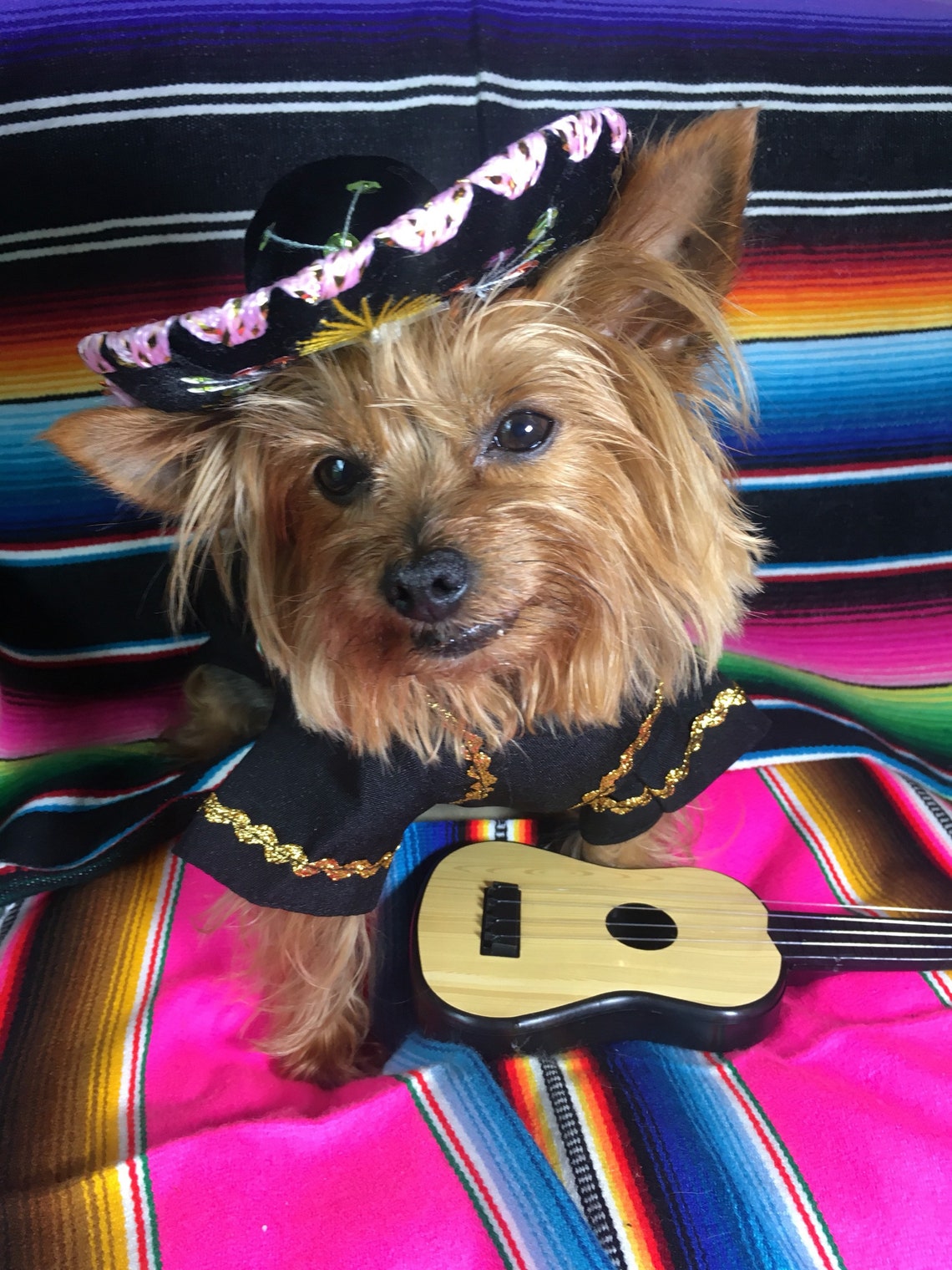 Mariachi Dog Costume/ Mariachi Outfit for Dogs/ Mexican Dog Costume ...