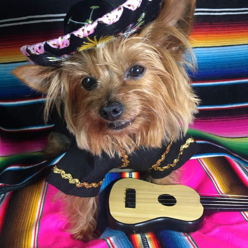 Mexican Mariachi - Etsy