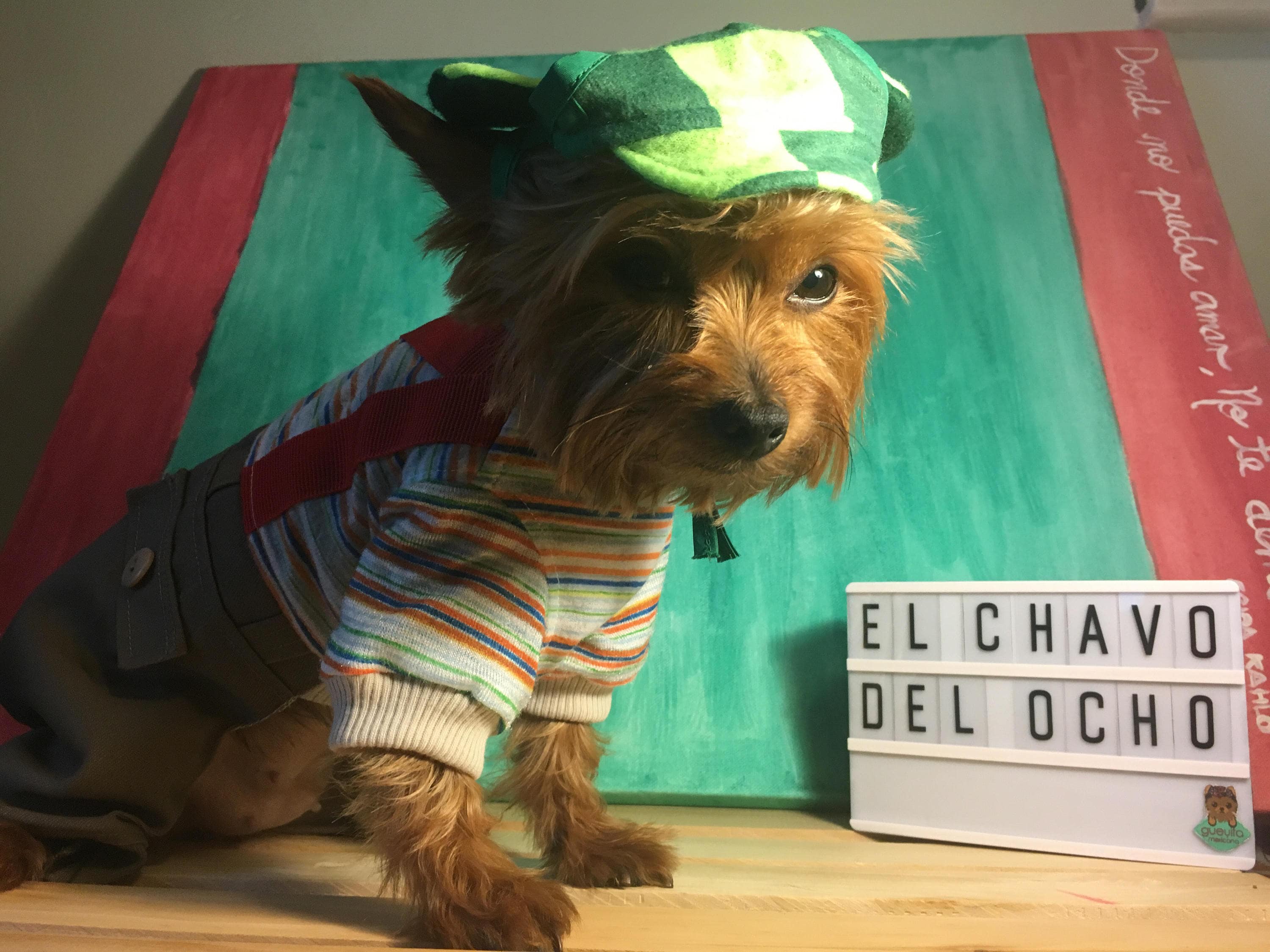 El Chavo del Ocho Dog costume/ Mexican outfit for dog/ Mexican | Etsy